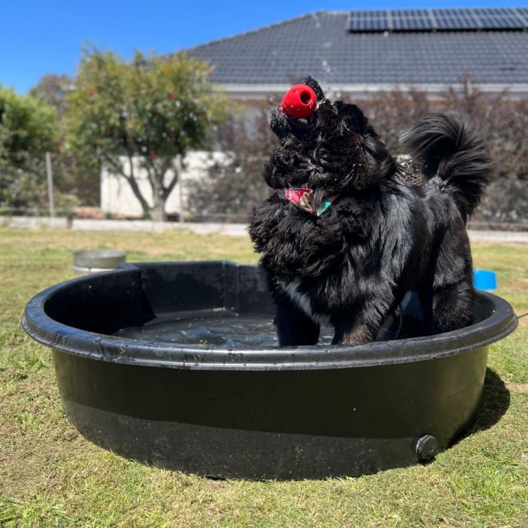 700L Dog Pool | Large Dogs Cooling & Splash Pool