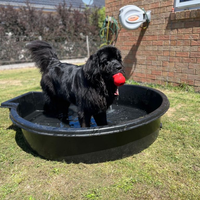 700L Dog Pool | Large Dogs Cooling & Splash Pool