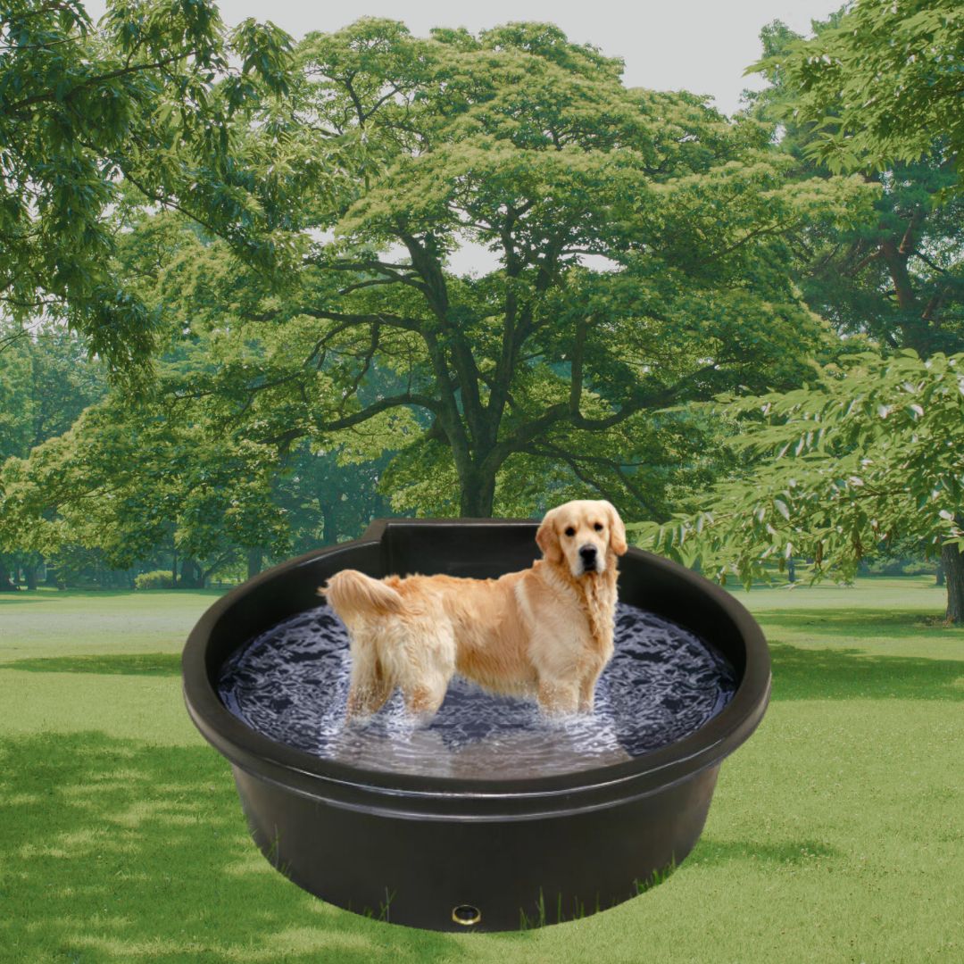 How to Make a Splash with Your Pooch at the Dog Pool - Tankworld